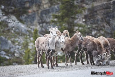 Sheep - Motorcycle Mojo